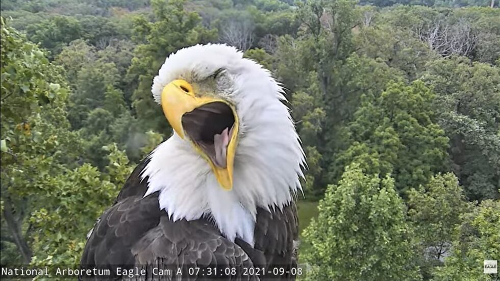 MEET OUR BIRDS | American Eagle Foundation