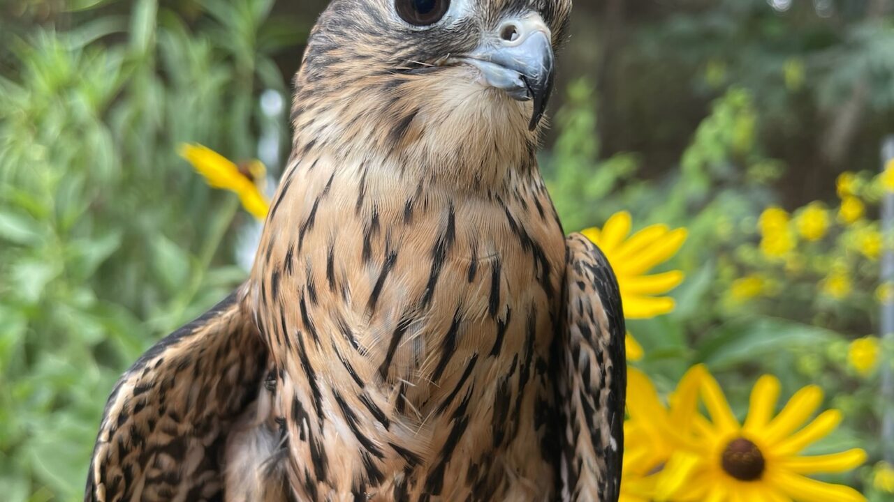 MEET OUR BIRDS | American Eagle Foundation